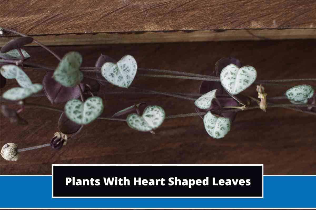 18 Plants With Heart Shaped Leaves (Indoor & Outdoor)