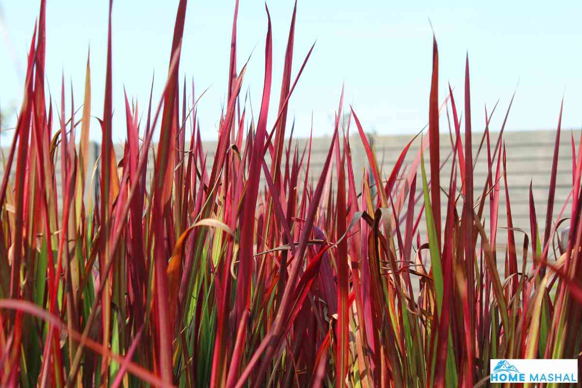 10 Best Low Growing Ornamental Grasses (With Photos)