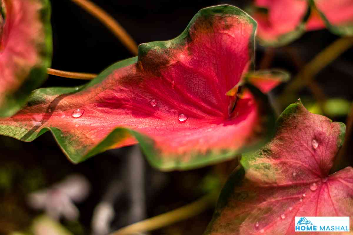 15 Different Types of Elephant Ear Plants