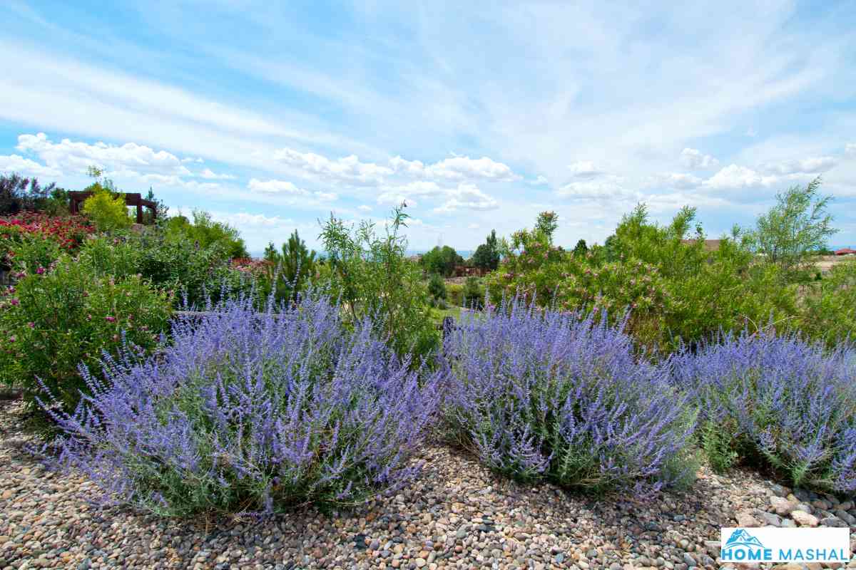 11 Best Catmint Companion Plants (With Photos)