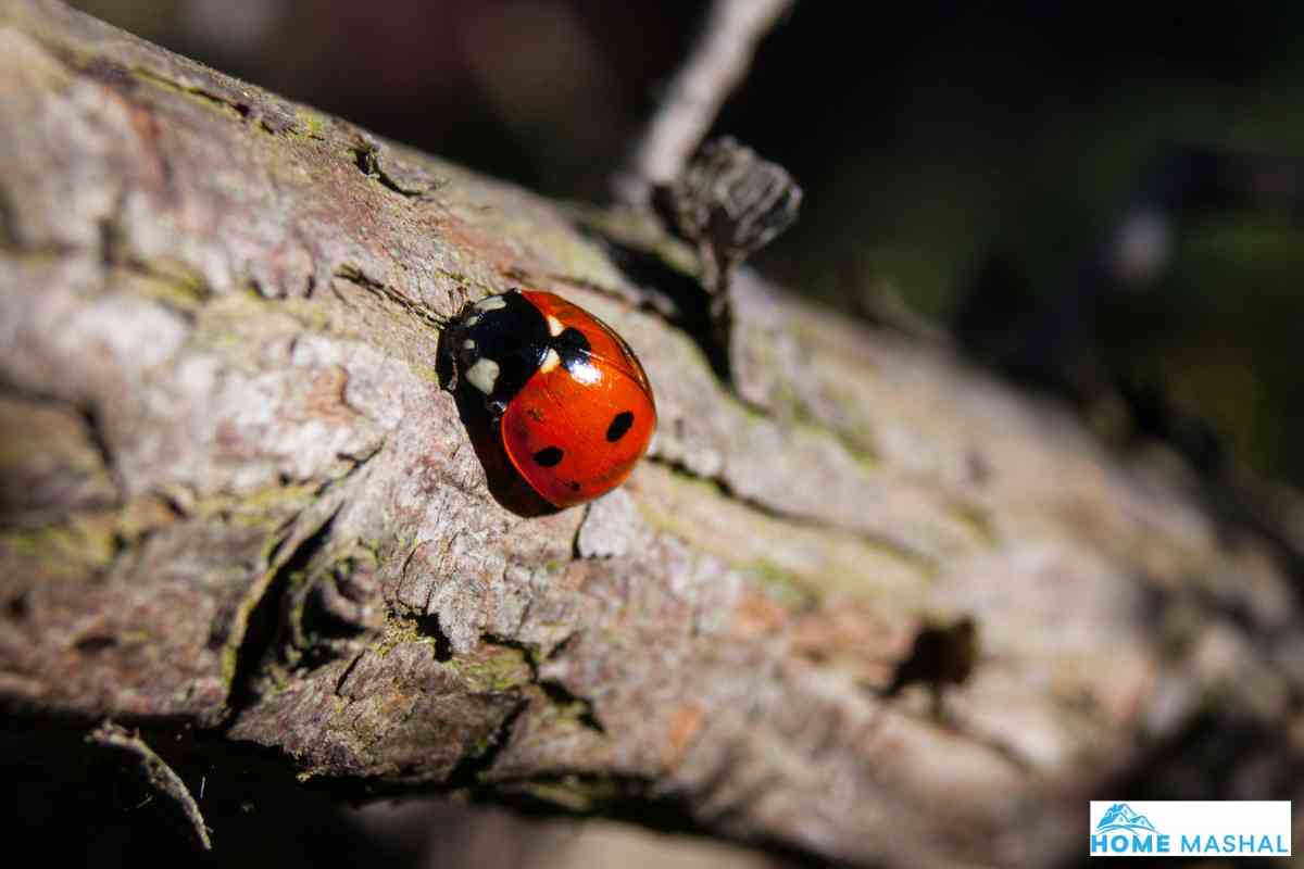17 Different Types of Ladybugs (With Photos)
