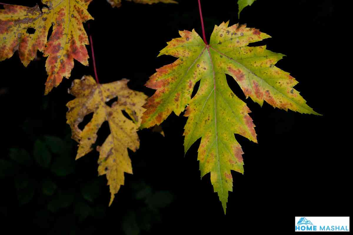 14 Best Deciduous Forest Plants (With Photos)