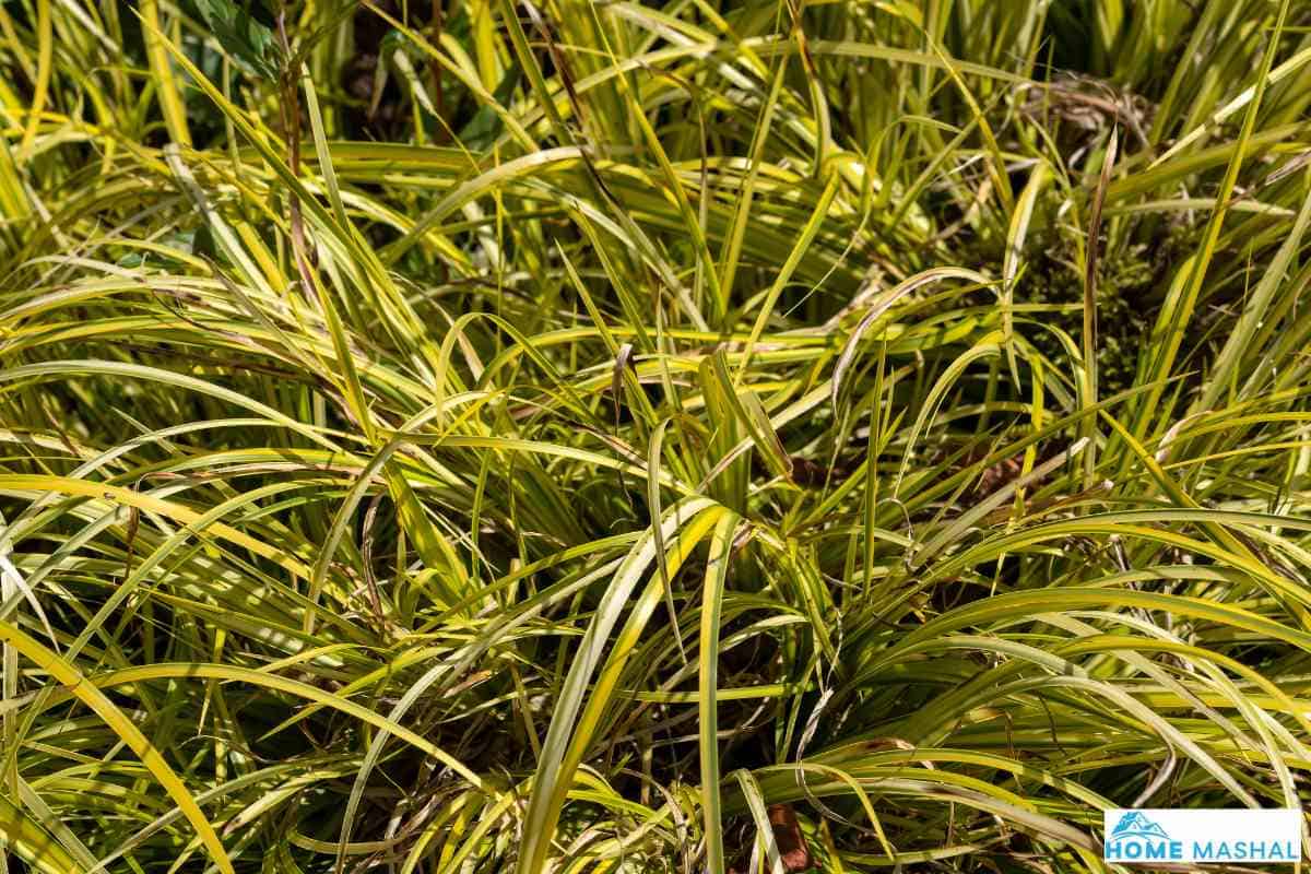 10 Best Low Growing Ornamental Grasses (With Photos)