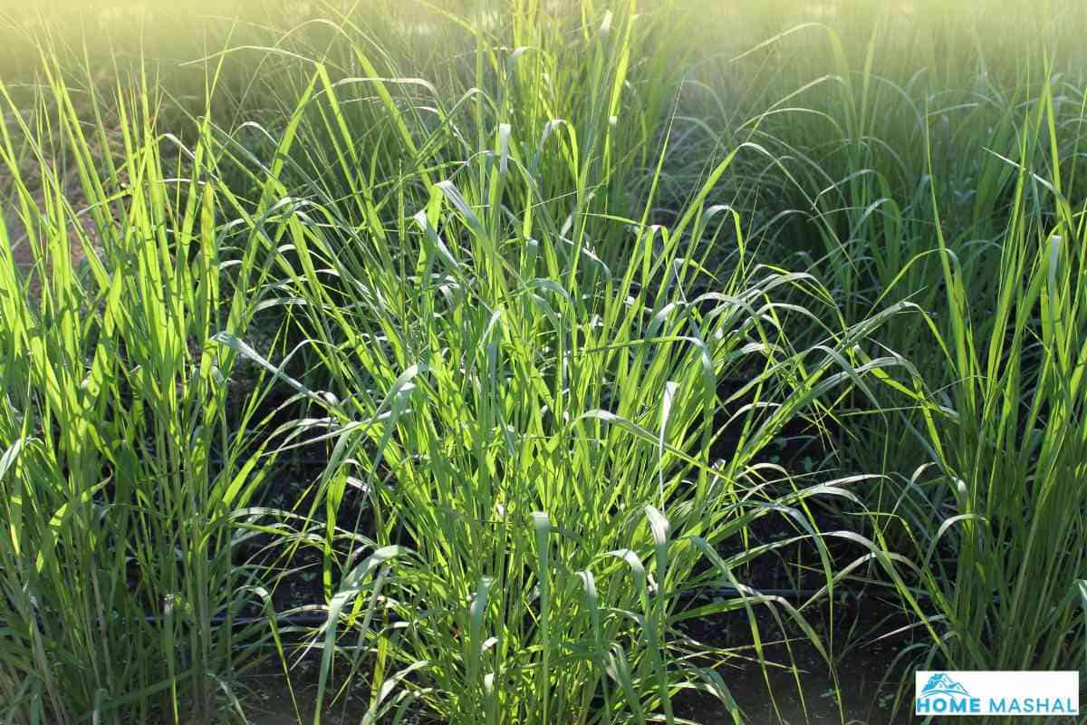 10 Best Dwarf Ornamental Grasses (With Photos)