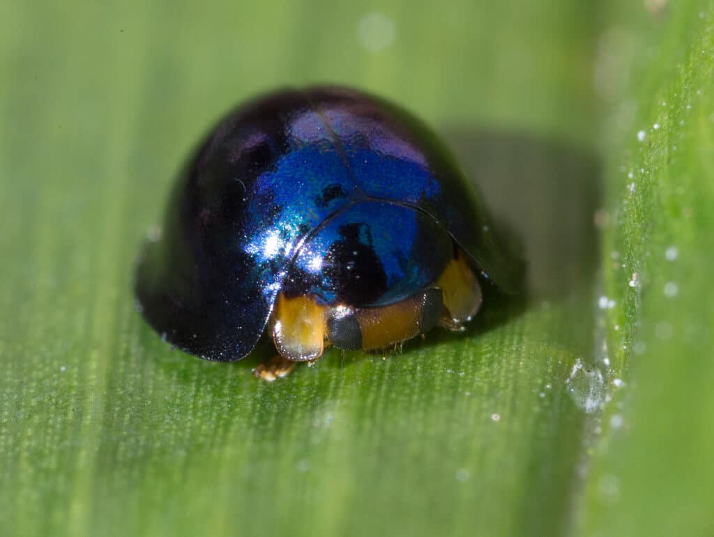 17 Different Types of Ladybugs (With Photos)