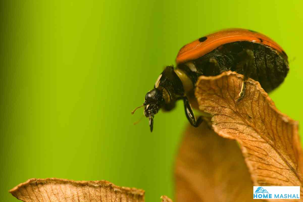 17 Different Types of Ladybugs (With Photos)