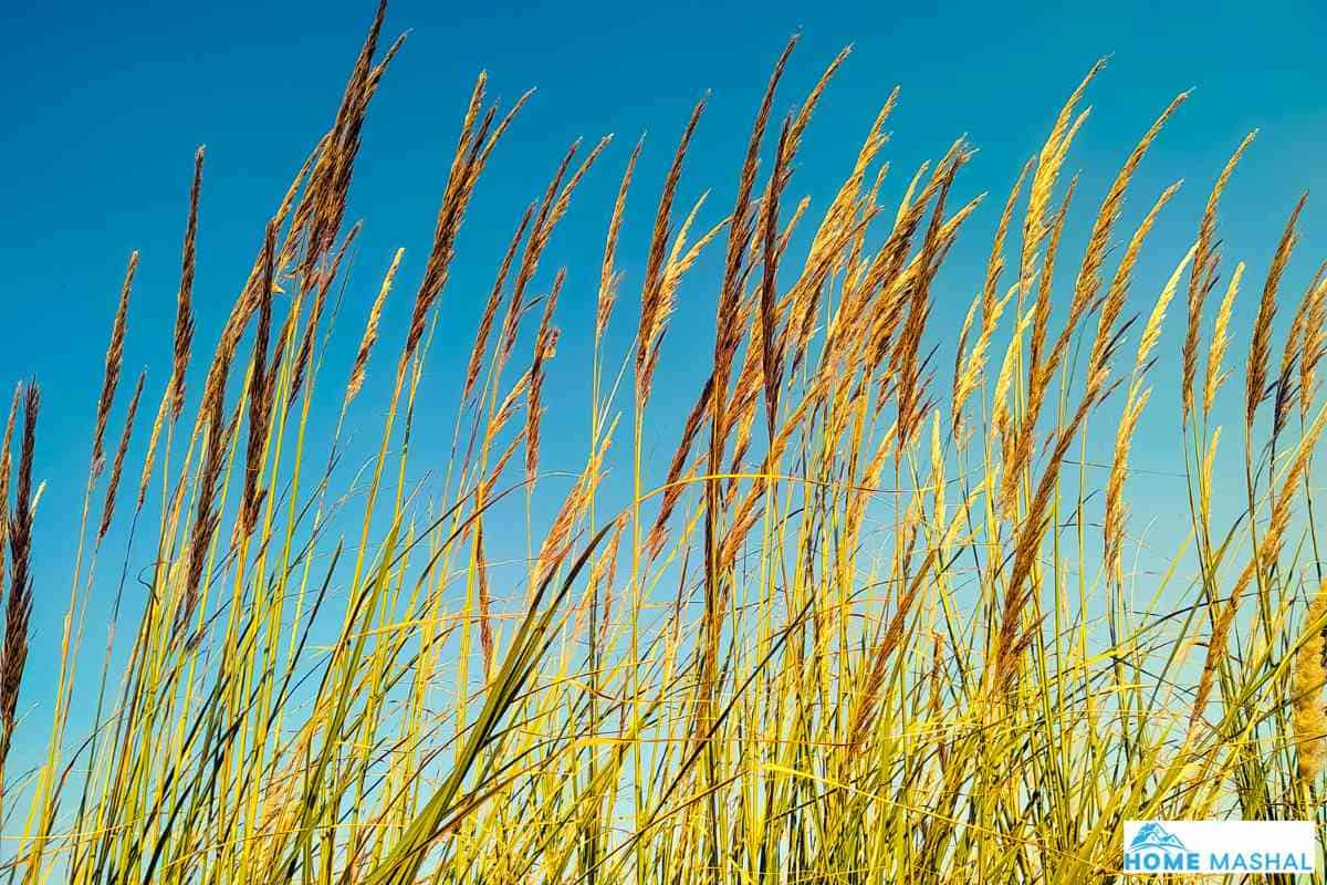 17 Best Tall Ornamental Grasses For Shades