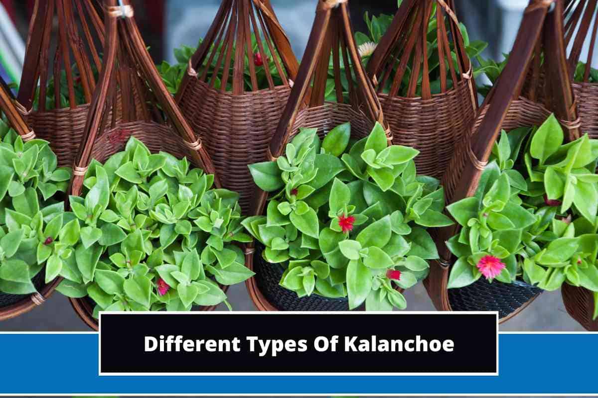 13 Different Types Of Kalanchoe (With Photos)