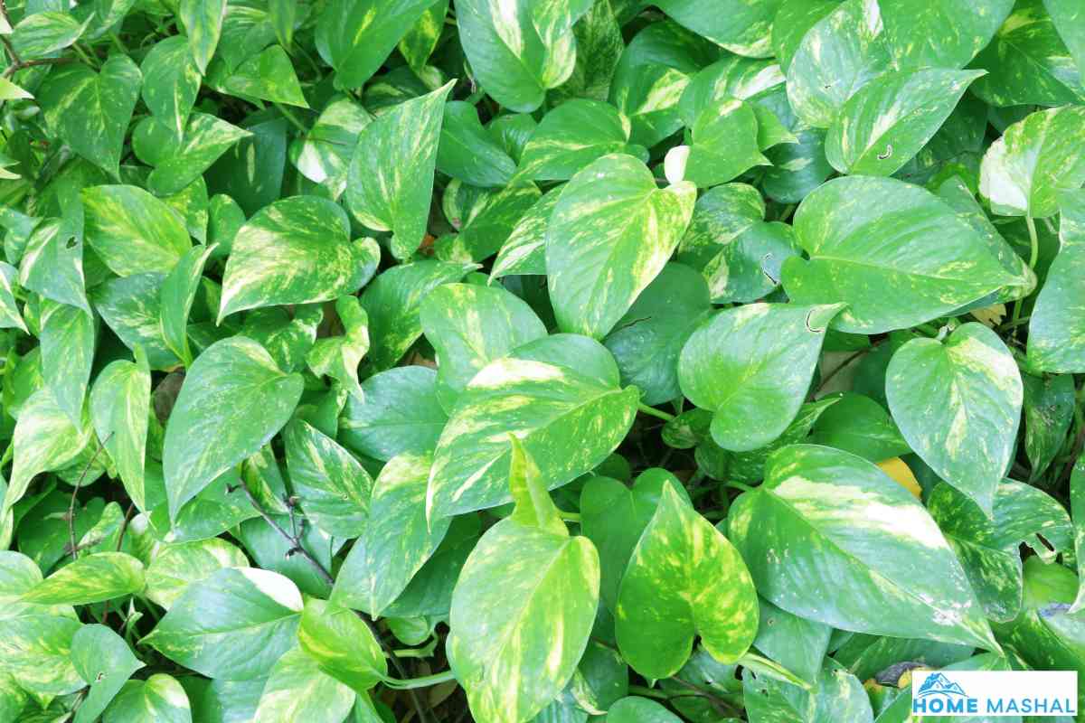 Glacier Pothos Care and Growing Guide