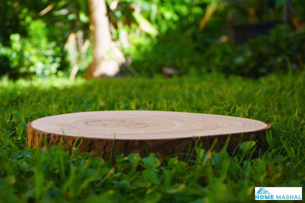 10 Front Yard Desert Landscaping Ideas on a Budget