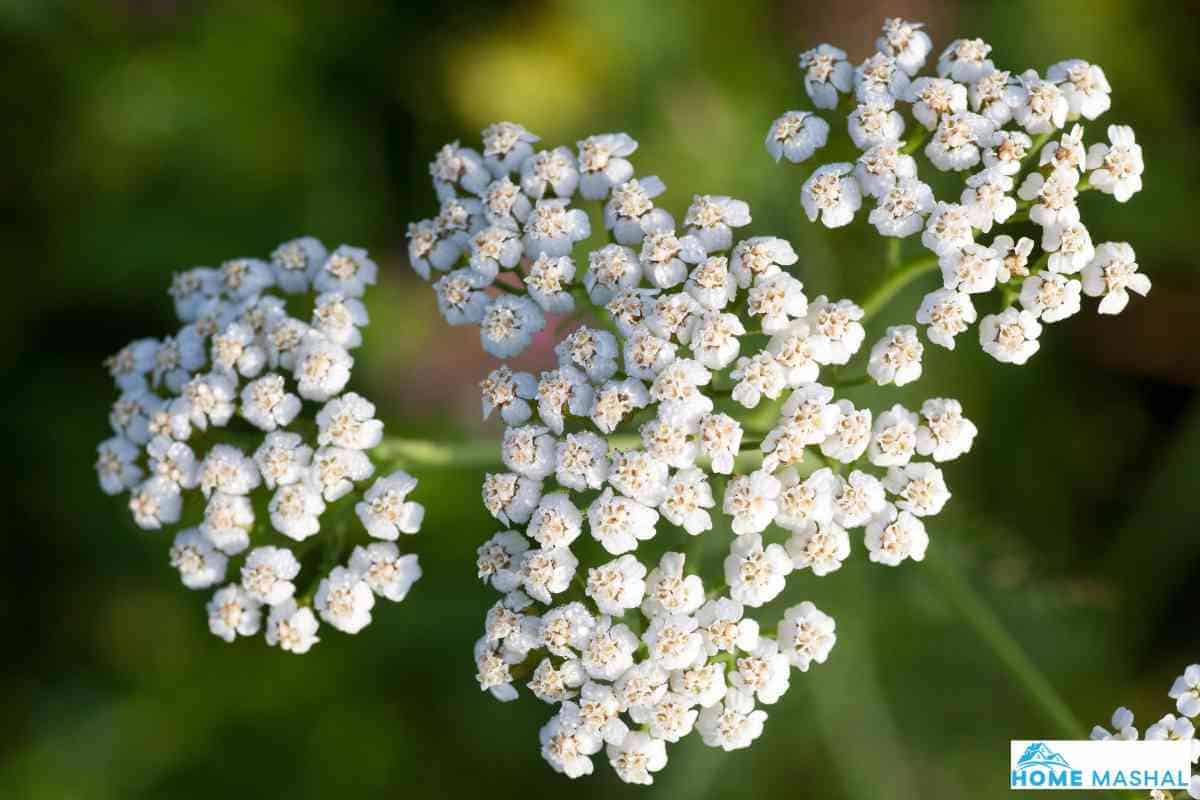 11 Best Catmint Companion Plants (With Photos)