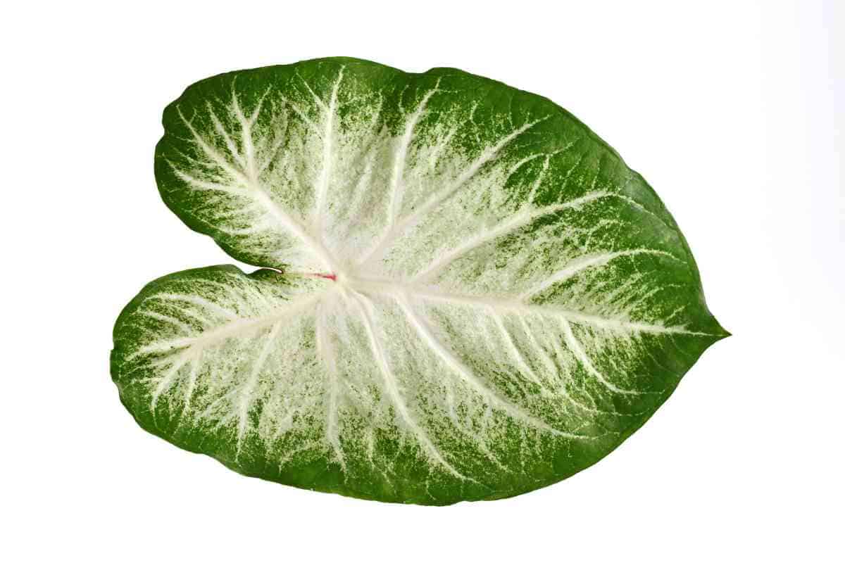 15 Popular Caladium Varieties (With Photos)