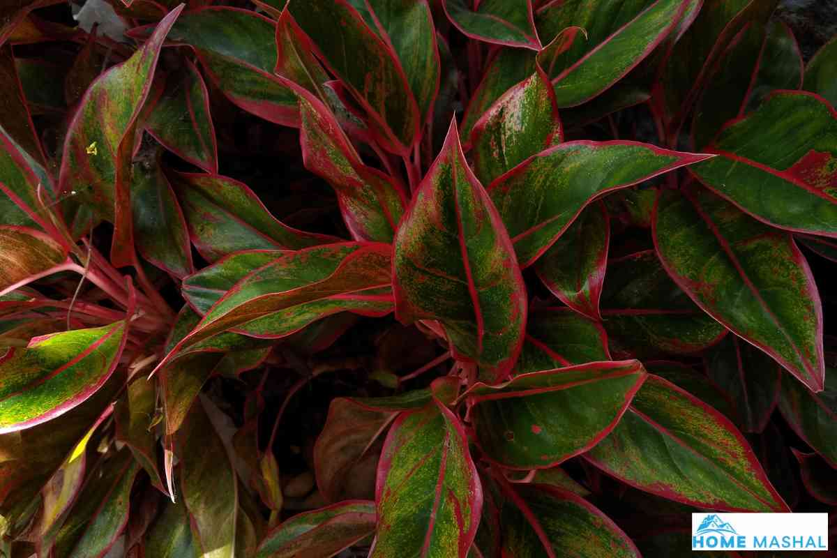15 Most Popular Aglaonema Varieties (Chinese Evergreens)