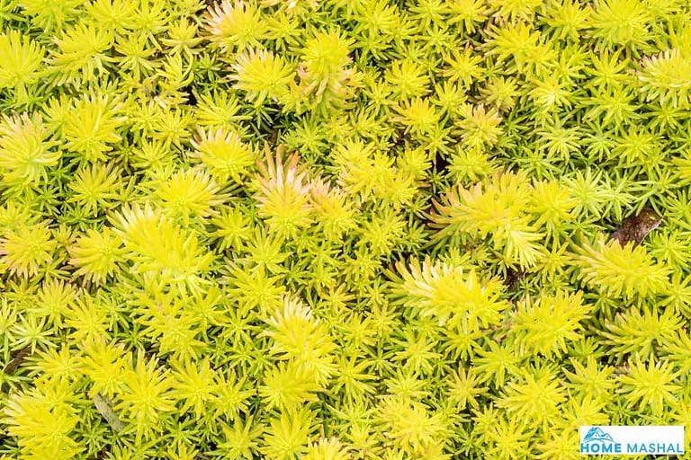 16 Popular Sedum Plant Varieties (With Photos)