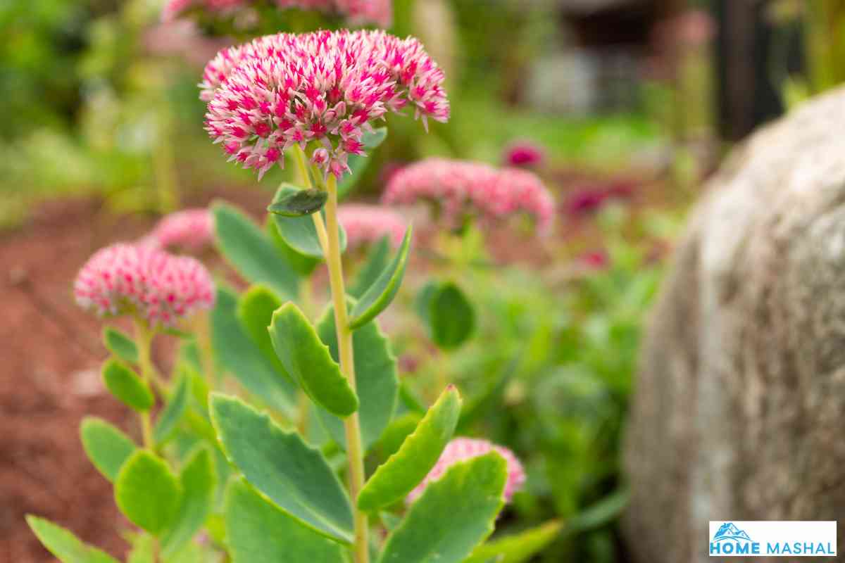 16 Popular Sedum Plant Varieties (With Photos)