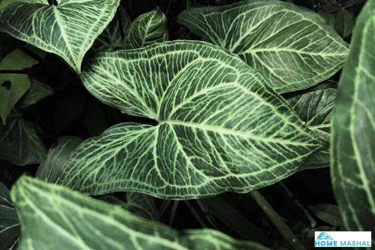 15 Most Popular Syngonium Varieties (With Photos)