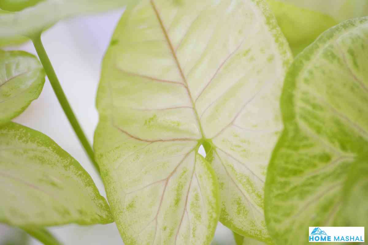 15 Most Popular Syngonium Varieties (With Photos)