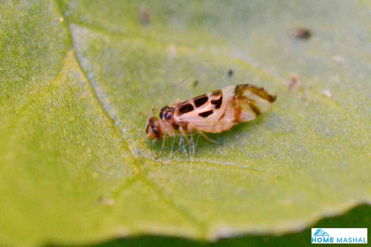 15 Bugs That Look Like Ticks But Aren't