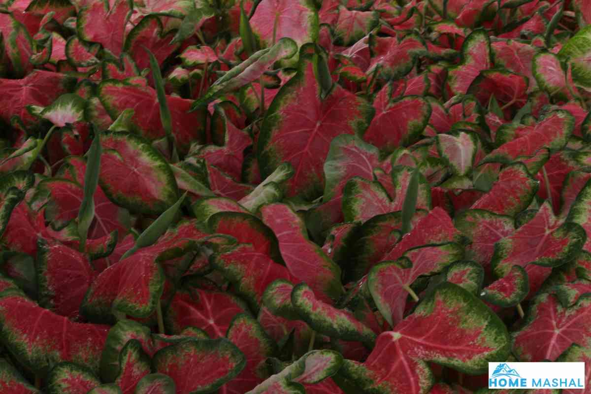 15 Popular Caladium Varieties (With Photos)