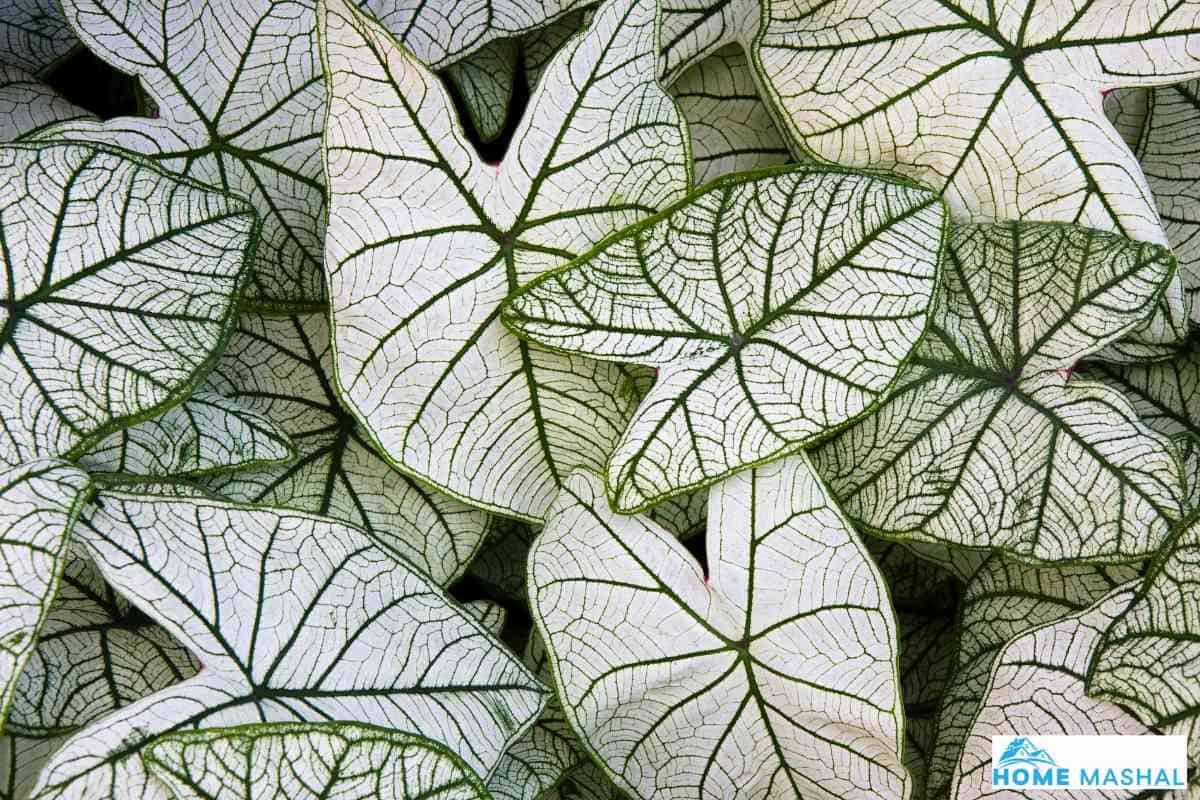 15 Popular Caladium Varieties (With Photos)
