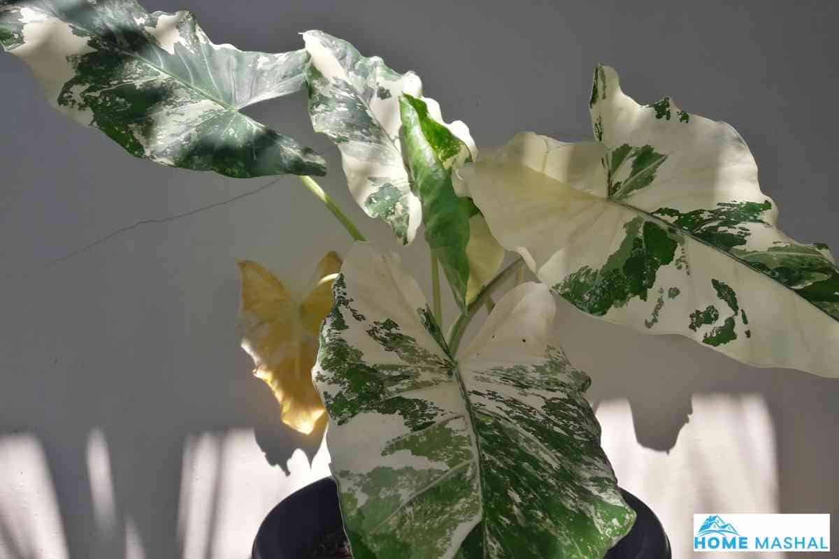 15 Popular Caladium Varieties (With Photos)
