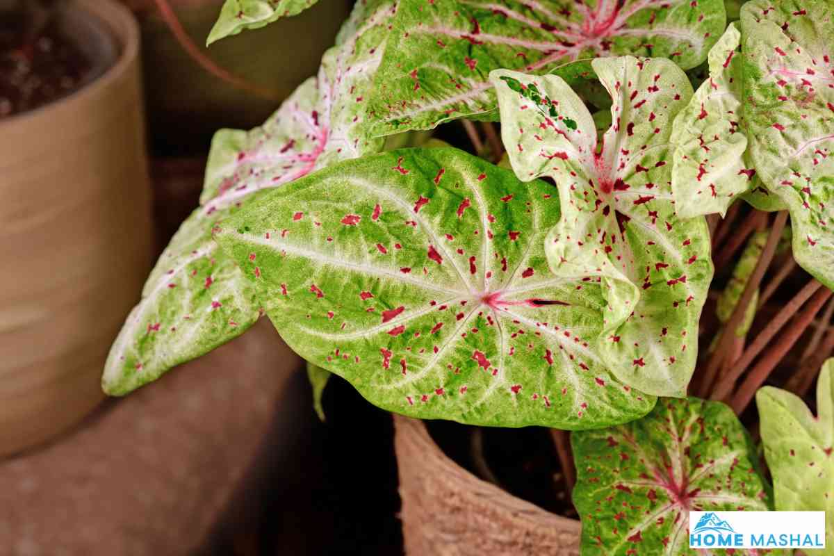 15 Popular Caladium Varieties (With Photos)