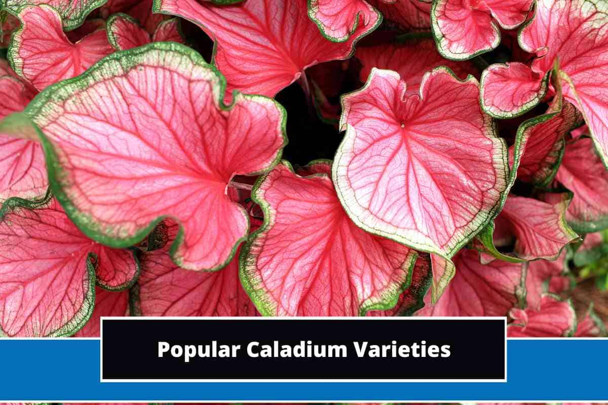 15 Popular Caladium Varieties (With Photos)