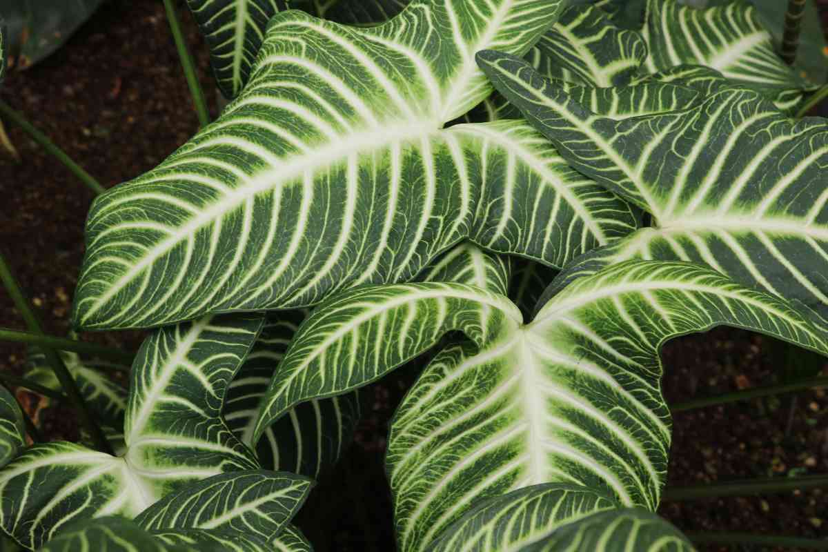 15 Popular Caladium Varieties (With Photos)
