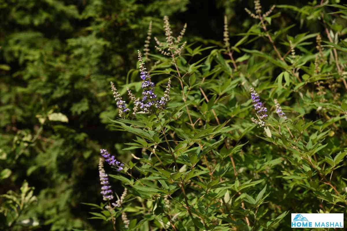 15 Plants That Look Like Weed But Aren't