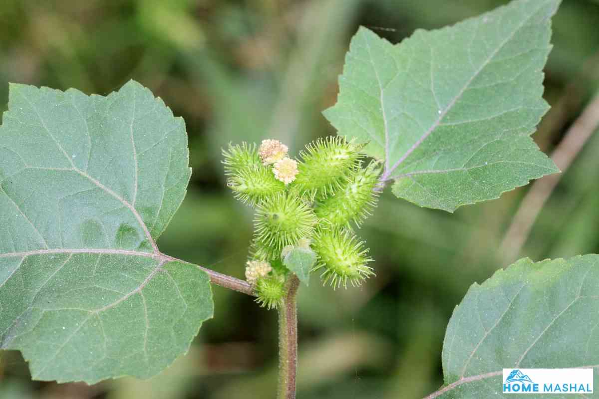 15 Plants That Look Like Okra (With Photos)