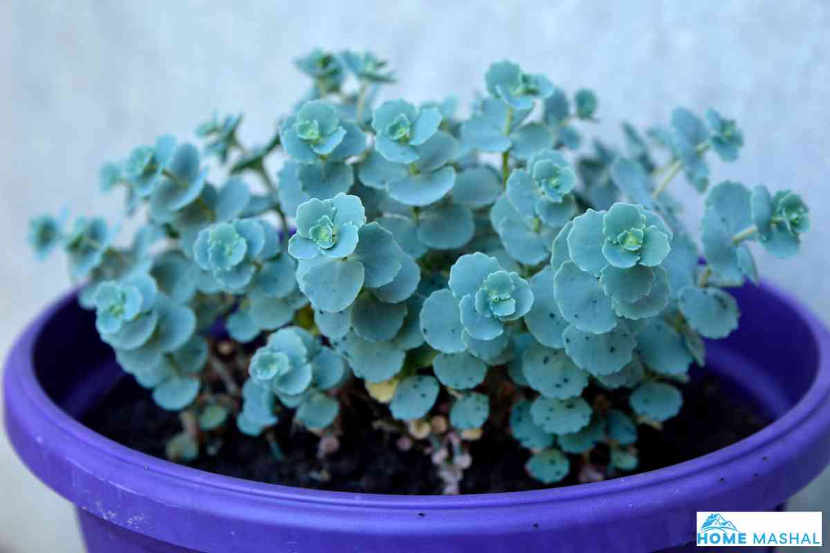 16 Popular Sedum Plant Varieties (With Photos)