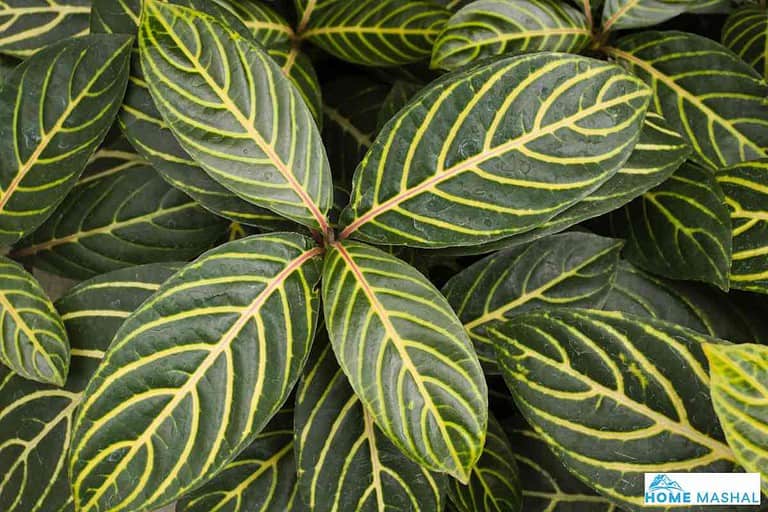 20 Plants With Striped Leaves (With Photos)