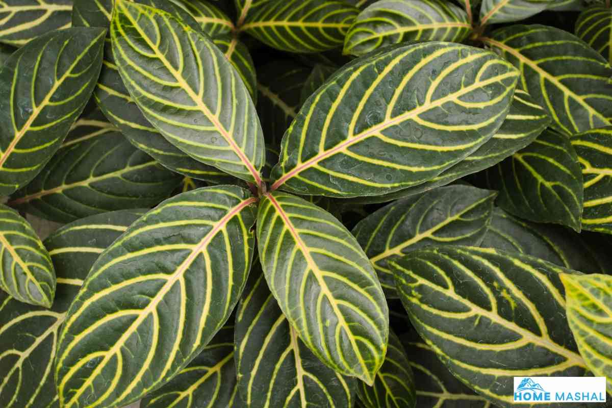 20 Plants With Striped Leaves (With Photos)