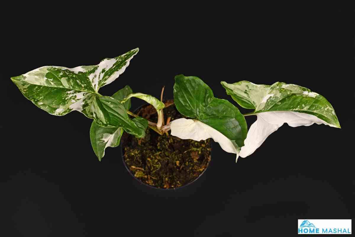15 Most Popular Syngonium Varieties (With Photos)