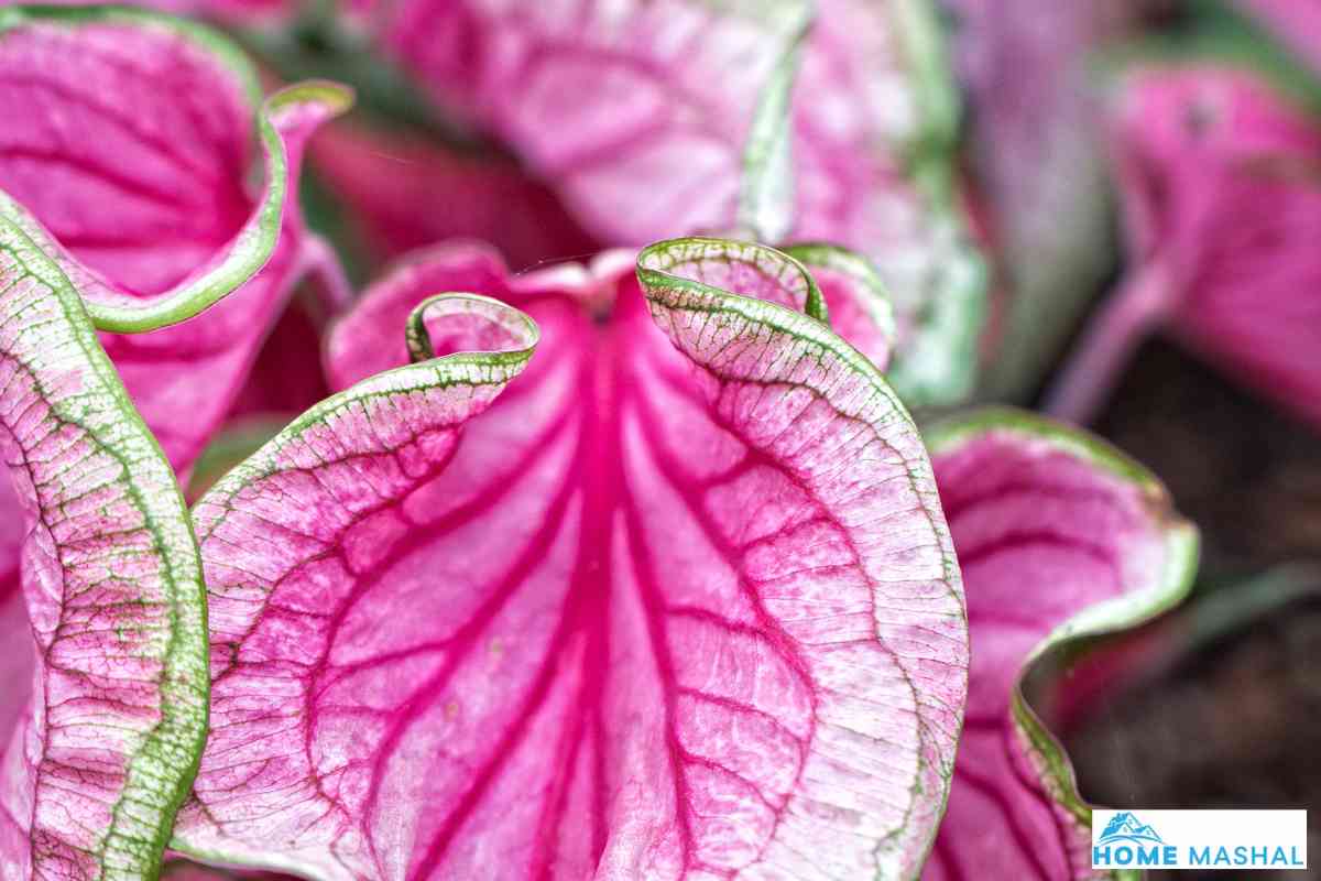 15 Popular Caladium Varieties (With Photos)