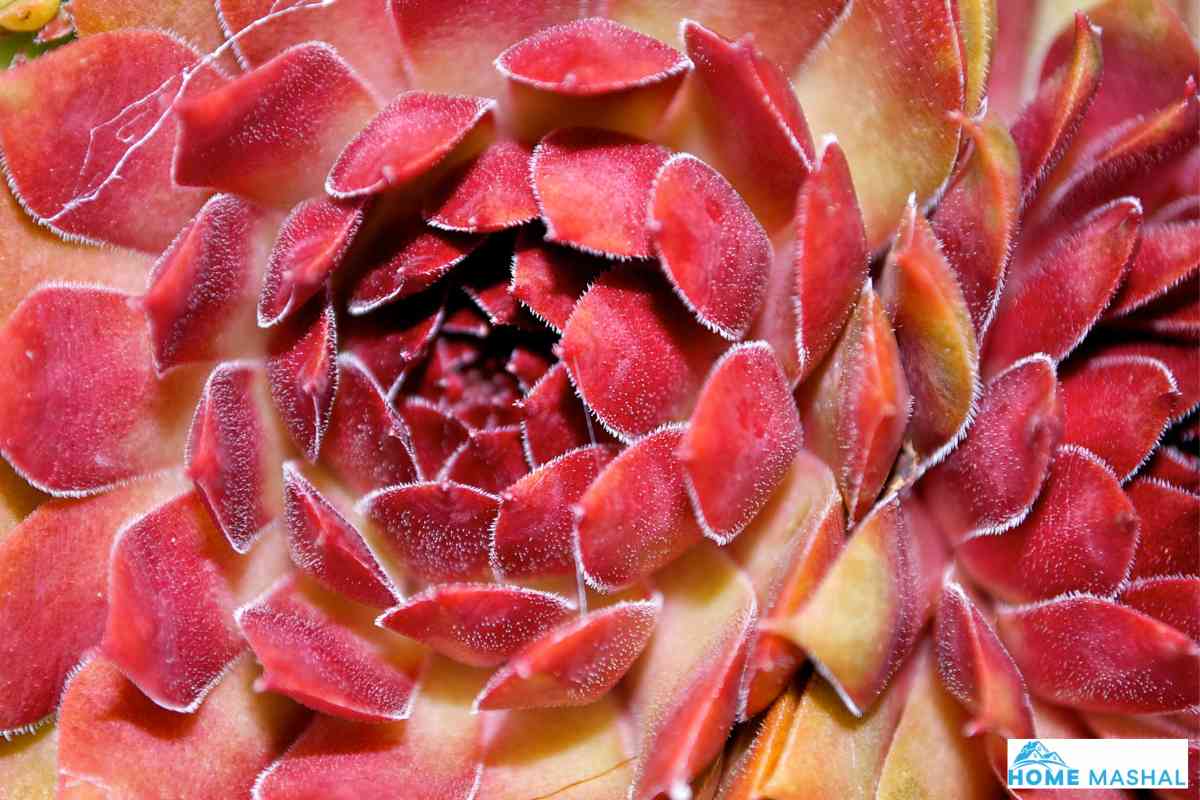 15 Popular Sempervivum Varieties (With Photos)