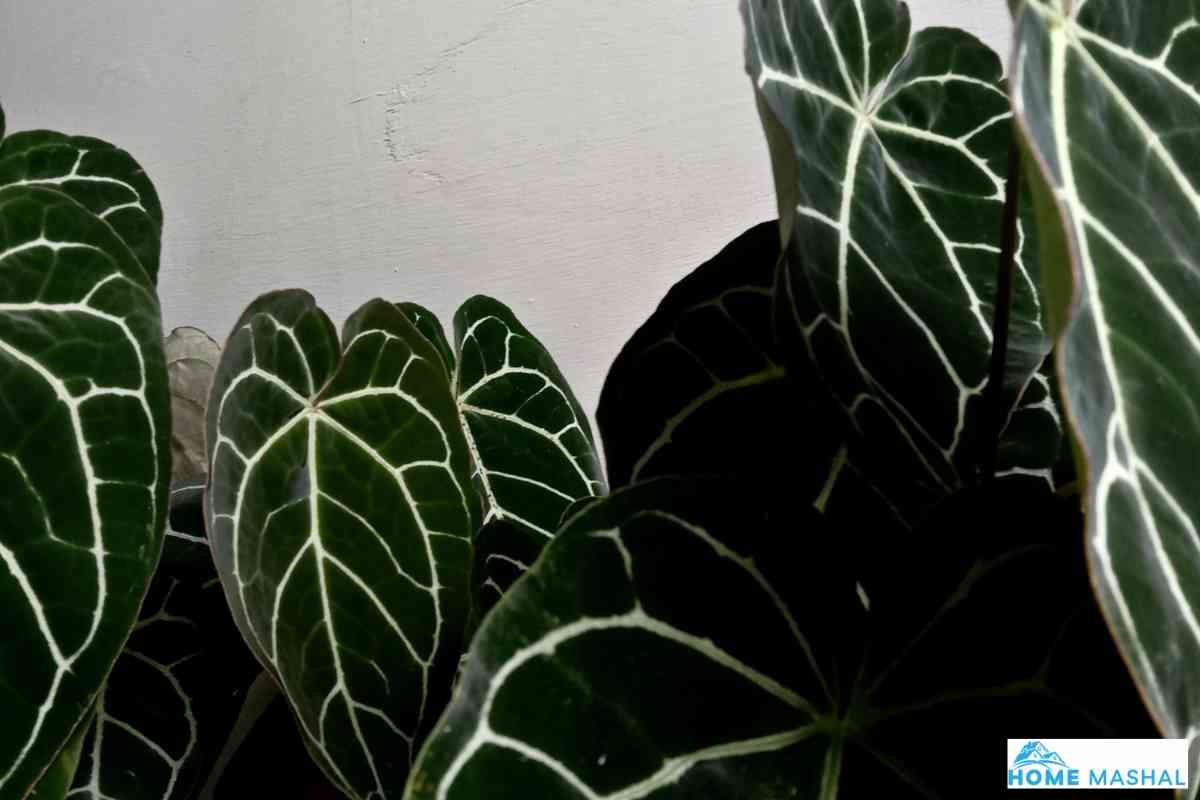 20 Plants With Striped Leaves (With Photos)