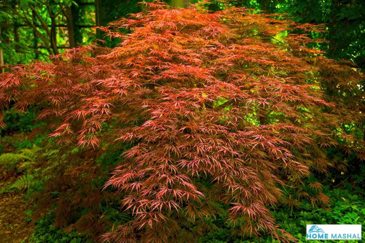 15 Plants That Look Like Weed But Aren't