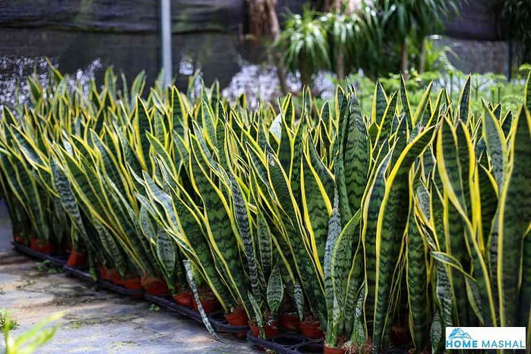 20 Plants With Striped Leaves (With Photos)