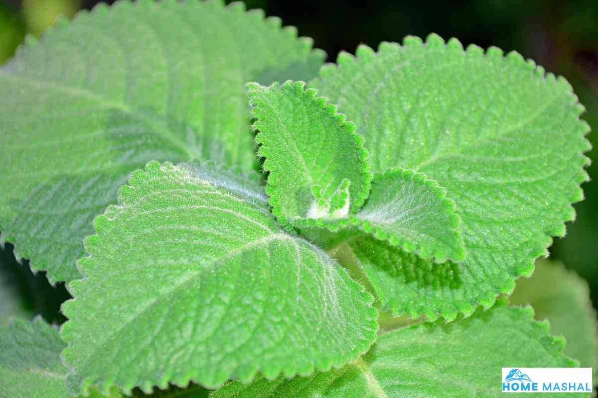 15 Plants That Look Like Weed But Aren't