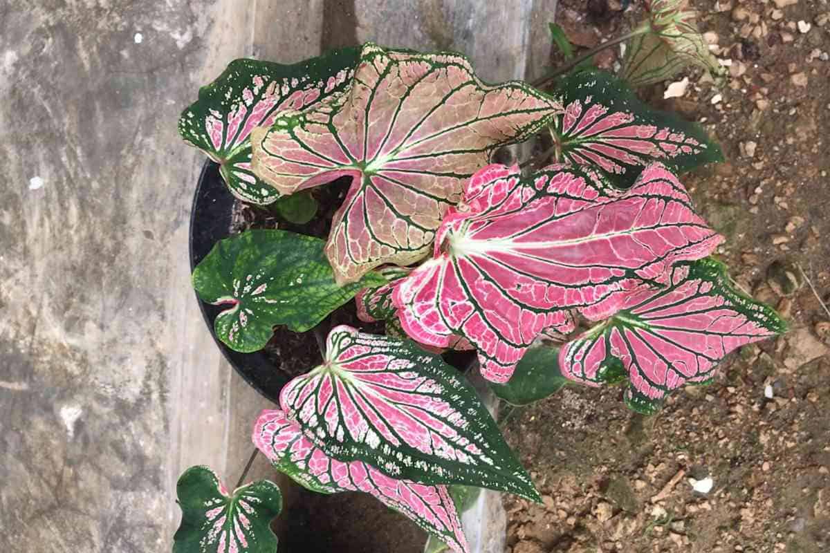 15 Popular Caladium Varieties (With Photos)