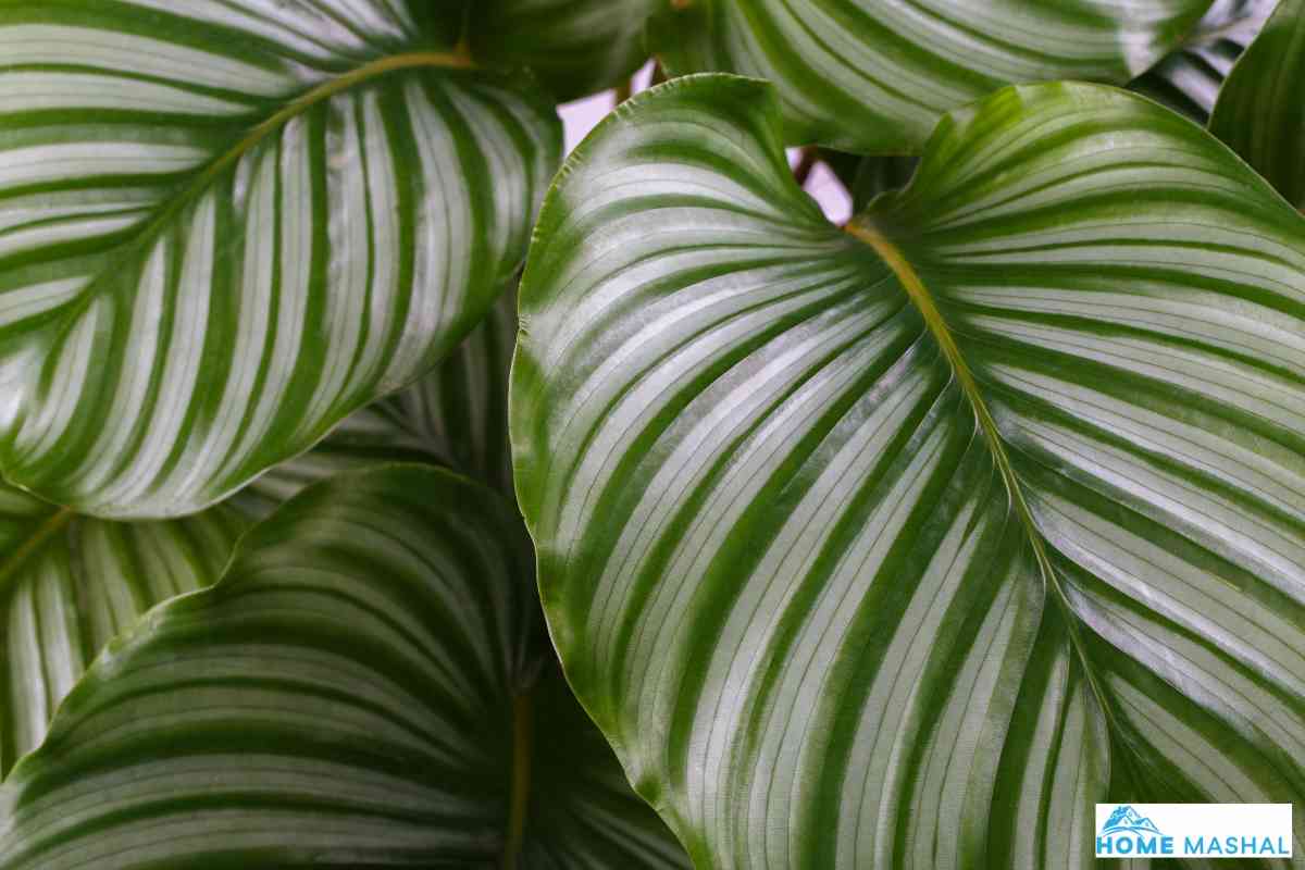20 Plants With Striped Leaves (With Photos)