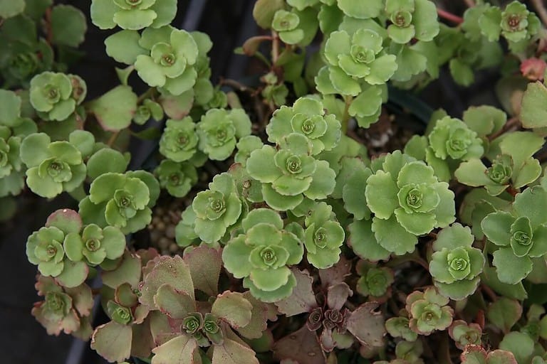 16 Popular Sedum Plant Varieties (With Photos)
