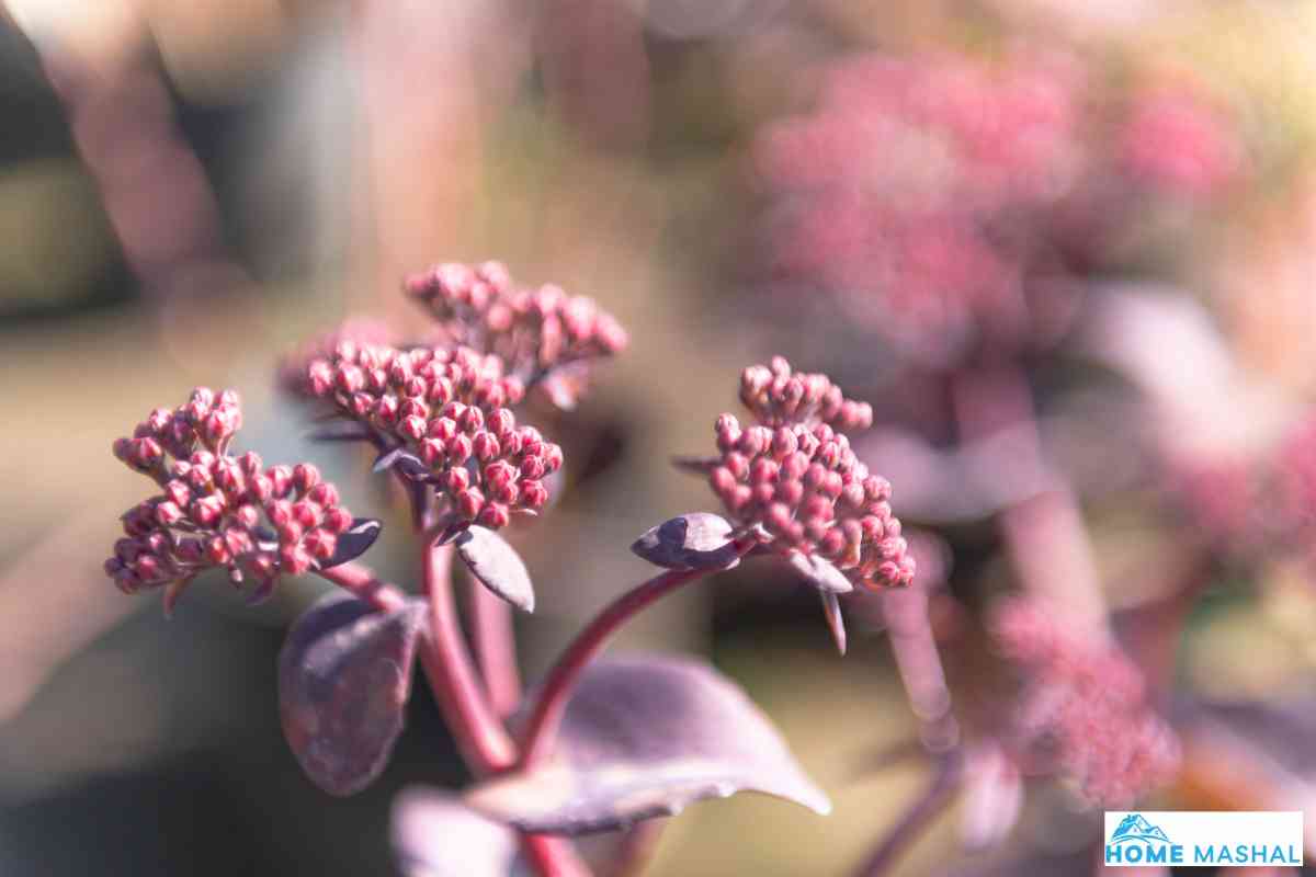 16 Popular Sedum Plant Varieties (With Photos)