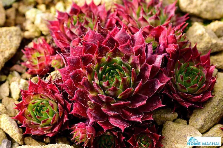 15 Popular Sempervivum Varieties (With Photos)