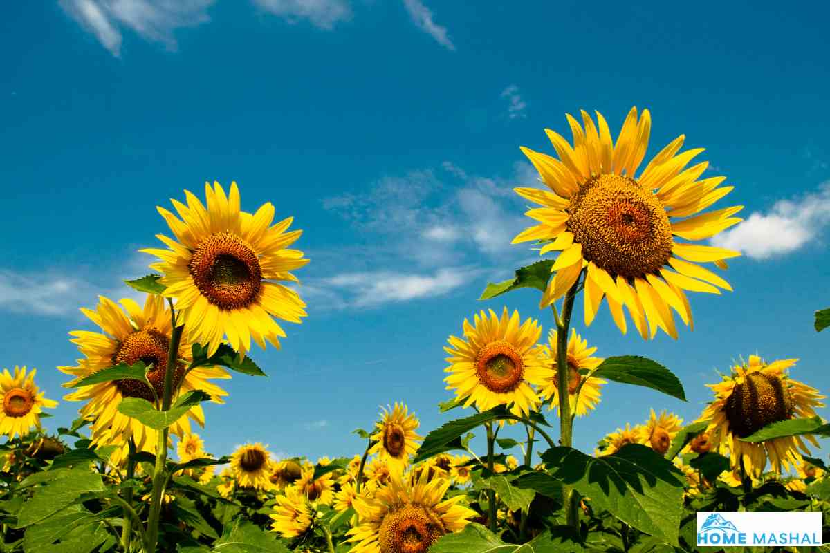 What To Plant With Gerbera Daisies (12 Companions)