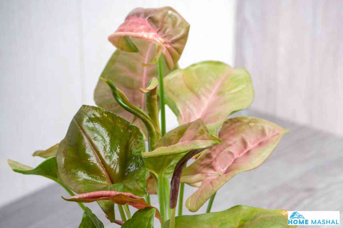 15 Most Popular Syngonium Varieties (With Photos)