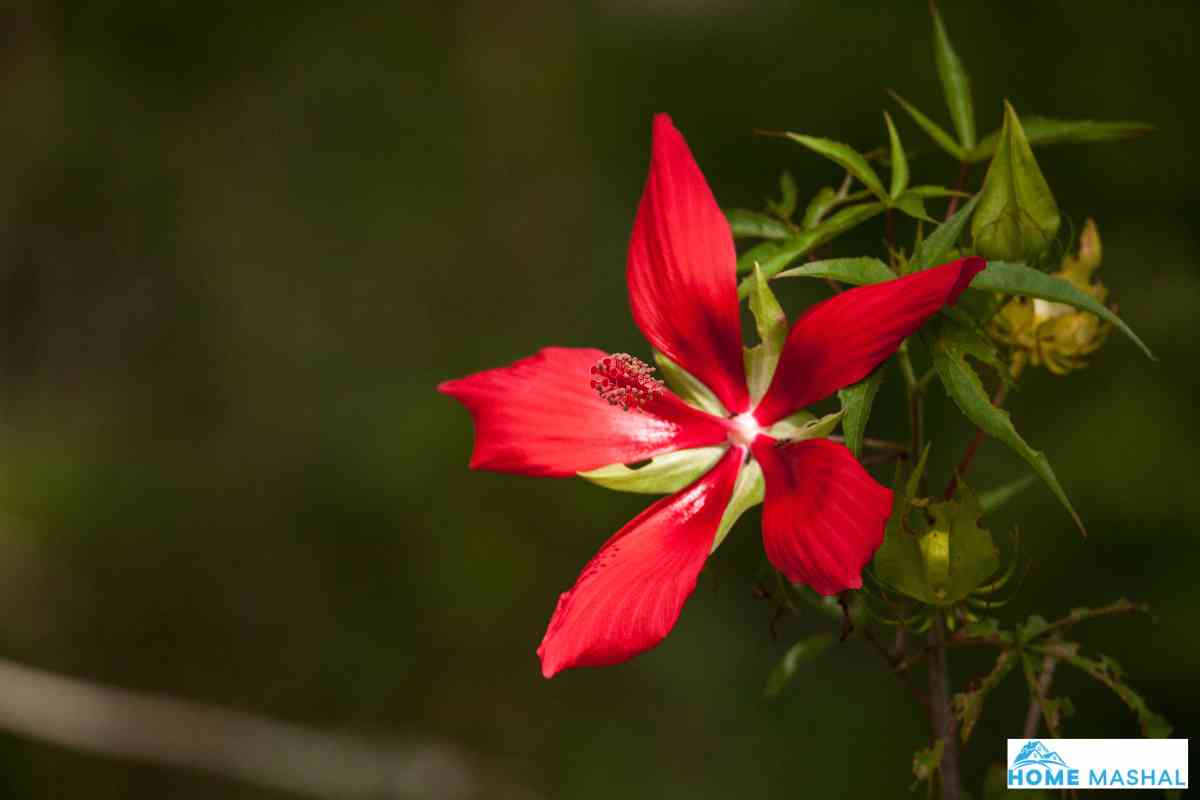 15 Plants That Look Like Weed But Aren't