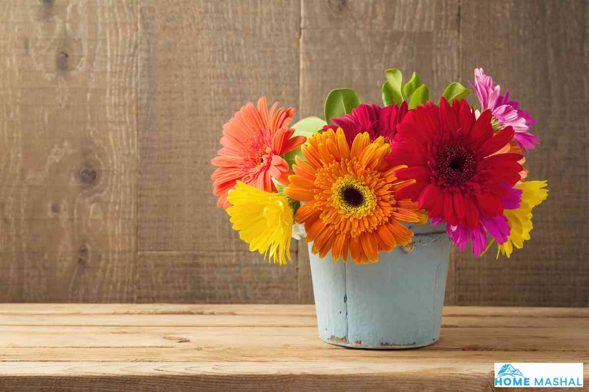 How To Keep Gerbera Daisies Blooming (11 Easy Steps)