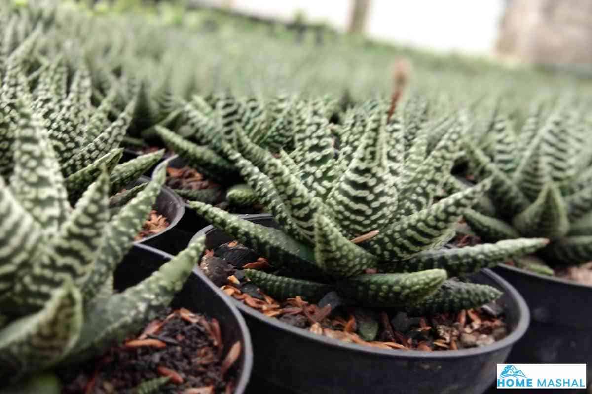 20 Plants With Striped Leaves (With Photos)